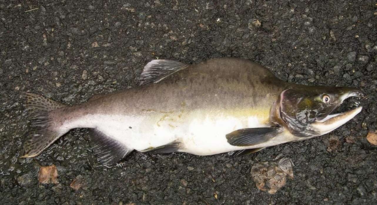 Puckellaxen hotar ta över » Norra Halland - Kungsbackas största tidning