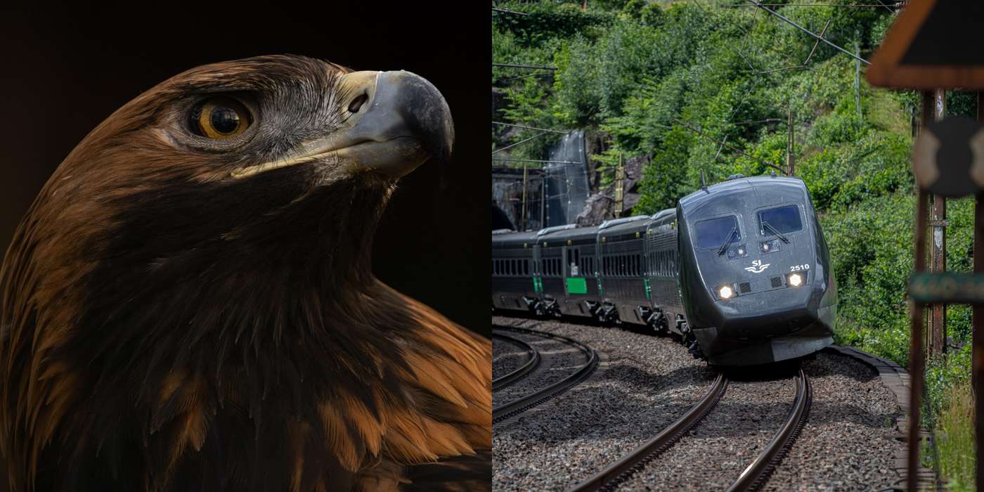 Örn blev påkörd av tåget » Norra Halland - Kungsbackas största tidning