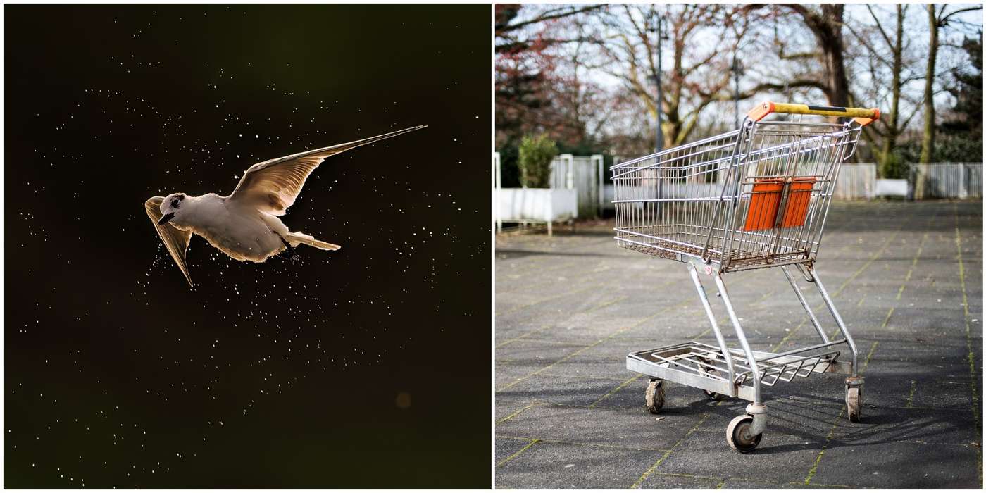 Fågel i matbutik – skyddsjägare kallades in » Norra Halland ...